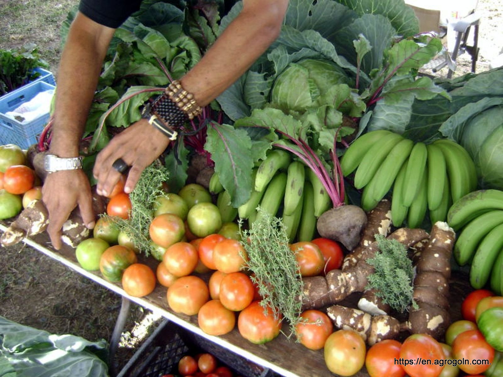 Agricultural Education in The Bahamas - Agro Gurukul, GOLN