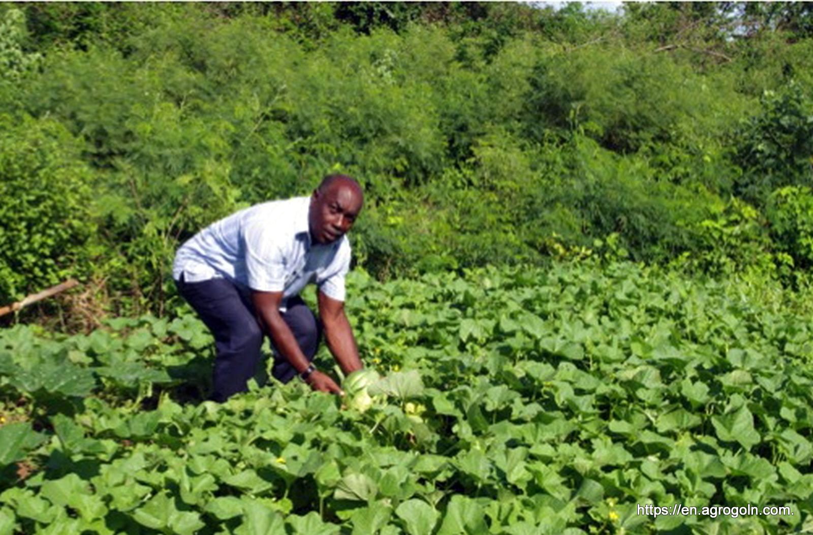 Agricultural Education in The Bahamas - Agro Gurukul, GOLN
