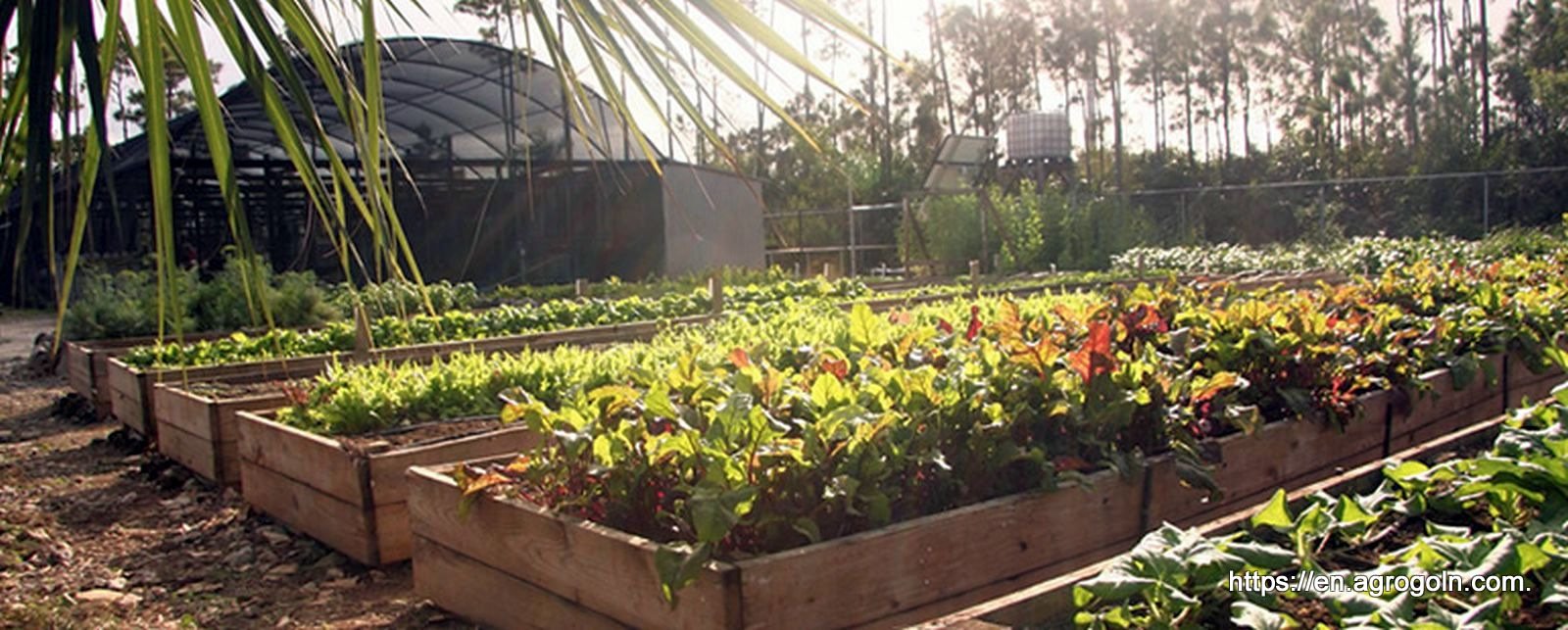 Agricultural Education in The Bahamas - Agro Gurukul, GOLN